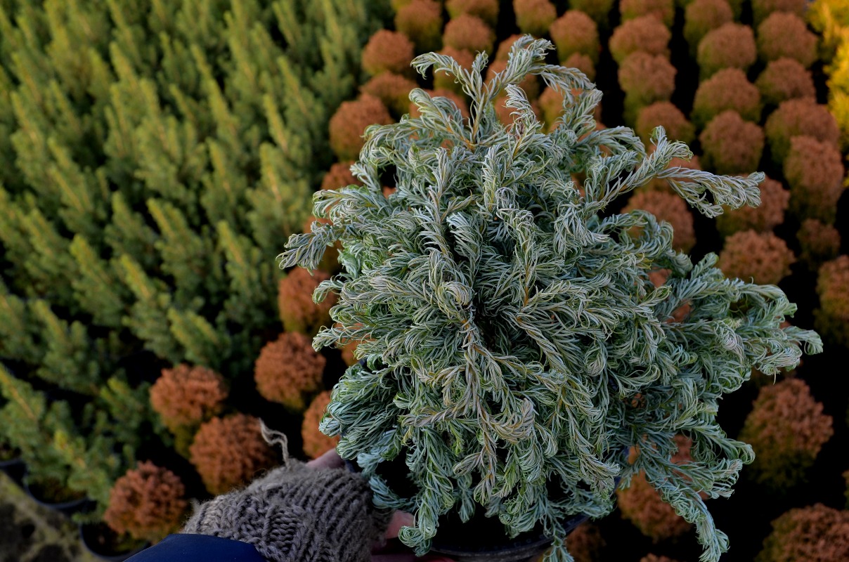 Cyprysik groszkowy 'Curly Tops' / Chamaecyparis pisifera 'Curly Tops'