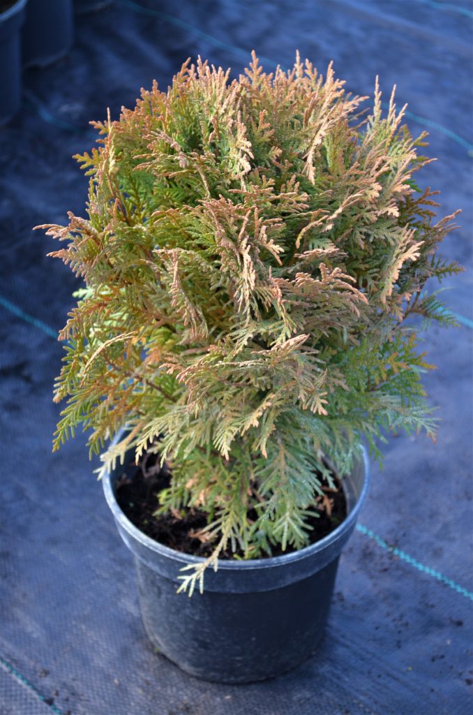 Żywotnik zachodni 'Danica' / Thuja occidentalis 'Danica' - Szkółka ...