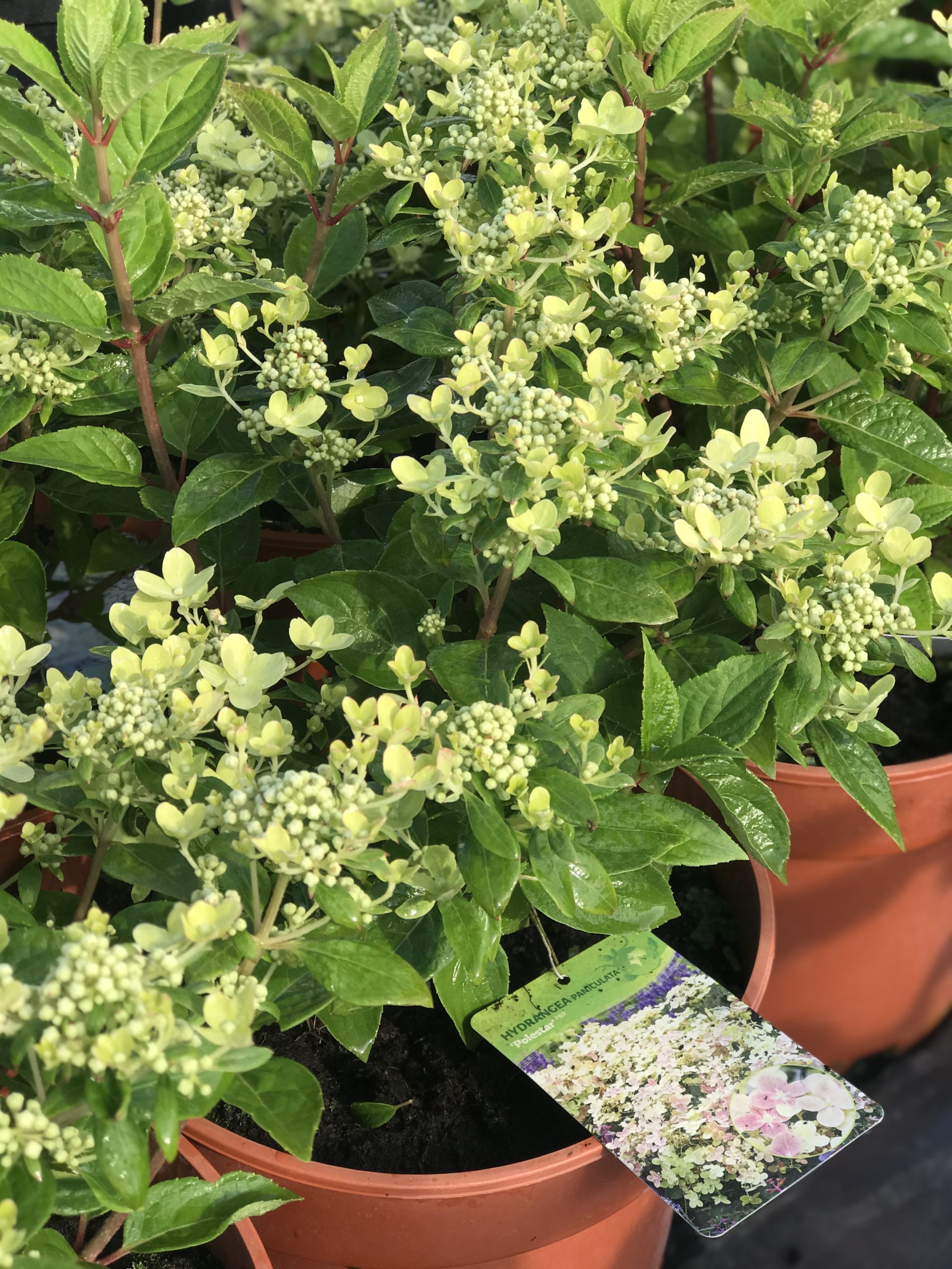 Hortensja bukietowa 'Polestar' / Hydrangea paniculata 'Polestar'