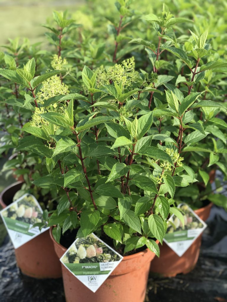 Hortensja bukietowa 'Pinkachu' / Hydrangea paniculata 'Pinkachu'